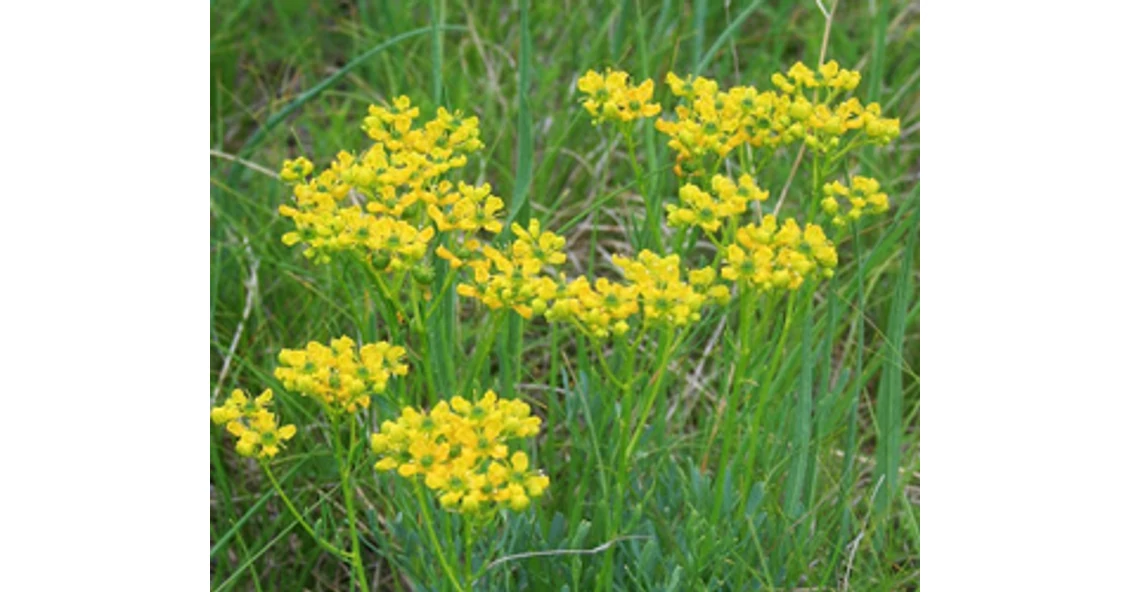 Kerti ruta (Ruta graveolens)