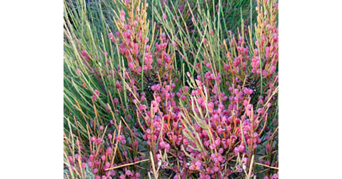 Csikófark (Ephedra vulgaris) gyógyhatása | DR IMMUN.com