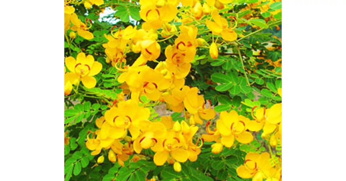 Szenna gyógyhatása (Senna alexandrina)