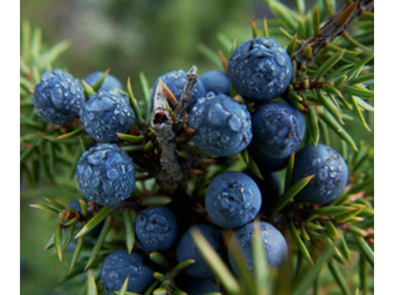 Boróka gyógyhatása | DR IMMUN.com