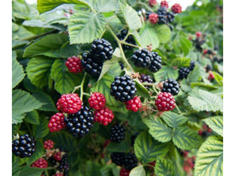 Szederlevél, szeder gyógyhatása (Rubus candicans)