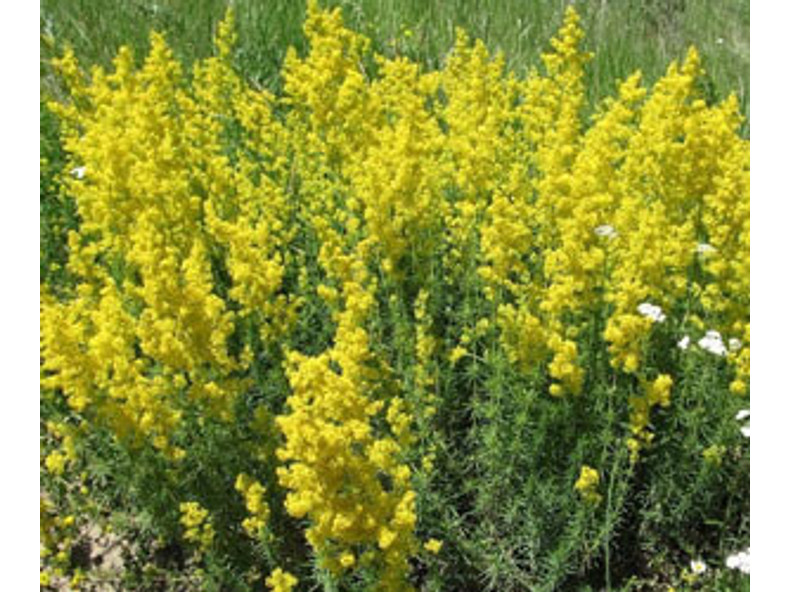 Tejoltó galaj gyógyhatása (Galium verum)